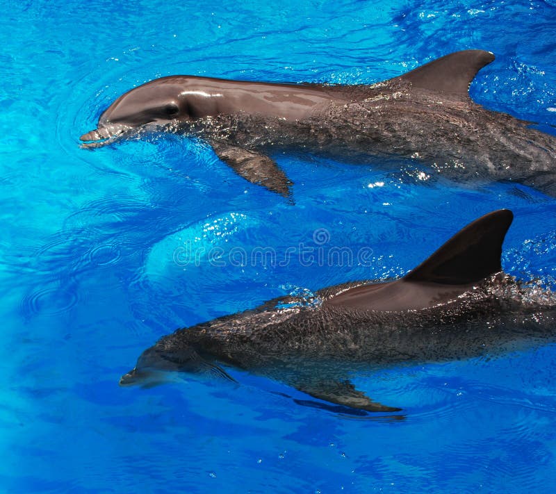 Two Dolphins stock photo. Image of swim, dolphins, dolphin - 25163370