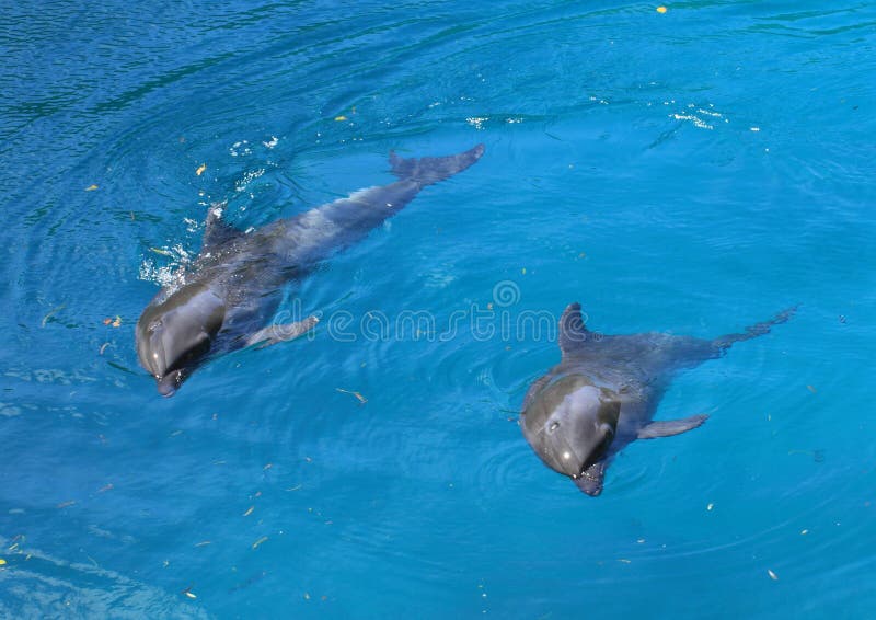 Two dolphins stock photo. Image of tropical, blue, swimming - 29280906