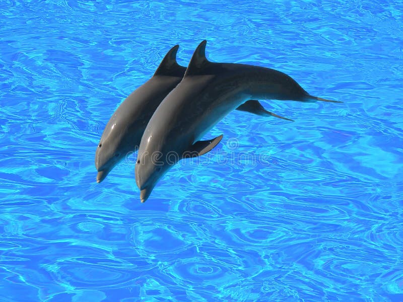 Two dolphins stock image. Image of animal, white, creature - 3529397