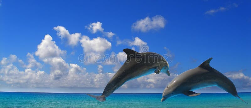 Two dolphins stock image. Image of animal, white, creature - 3529397