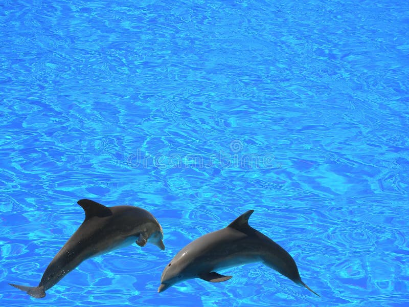 Two dolphins stock image. Image of animal, white, creature - 3529397