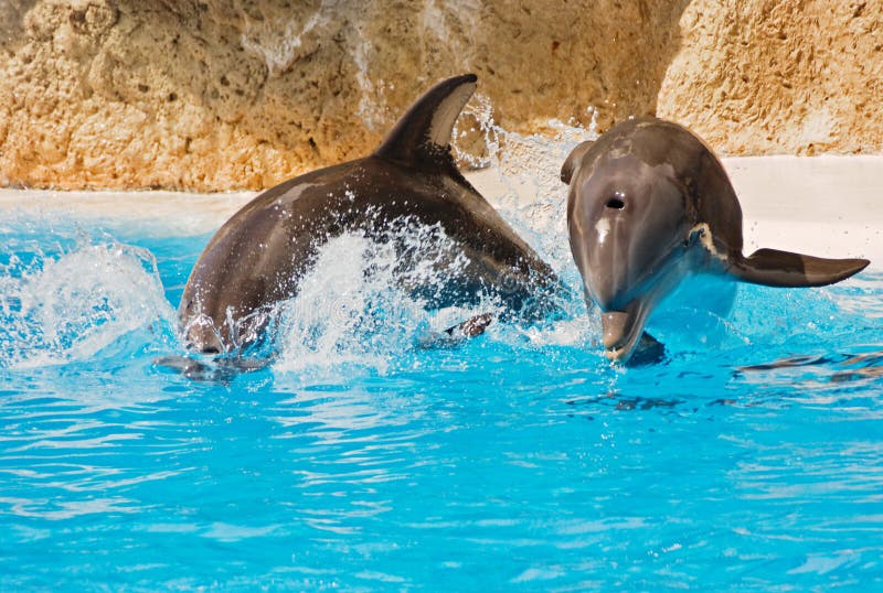 Two dolphins stock photo. Image of flying, aquatic, swimming - 6947098