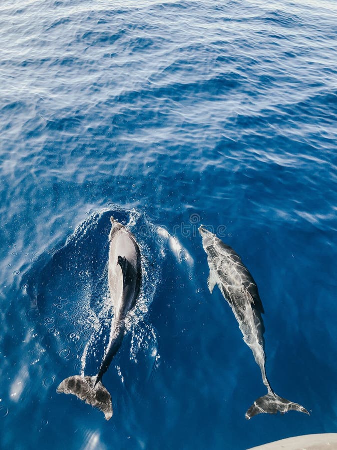 Two Dolphins in Clear Blue Water Stock Photo - Image of water, clear ...