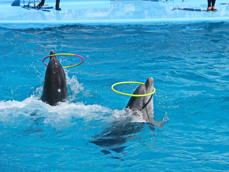 Dolphins Playing In Dolphinarium. Stock Photo - Image of natural, face ...