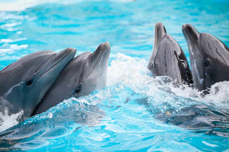 Two dolphins couples stock photo. Image of afalina, show - 50312776