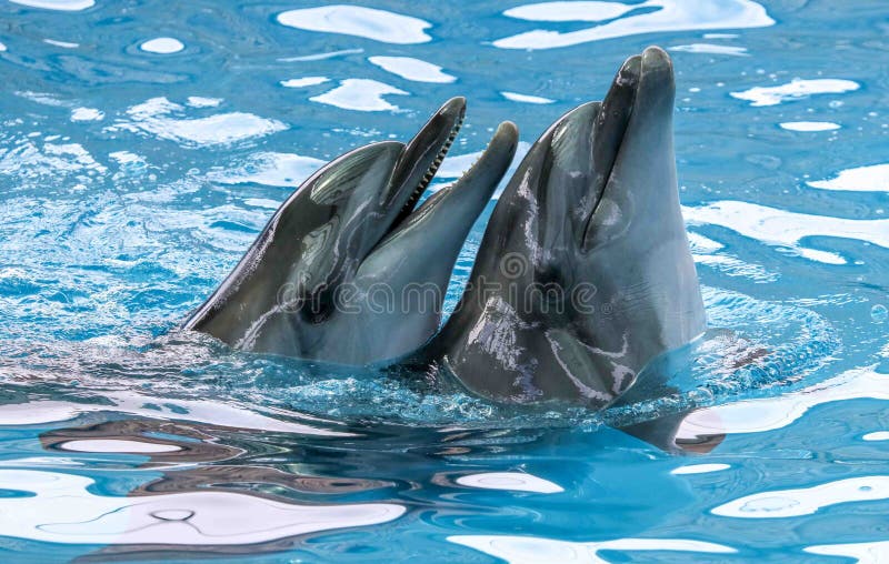 Two Dolphins Cuddle in the Water Stock Image - Image of water ...