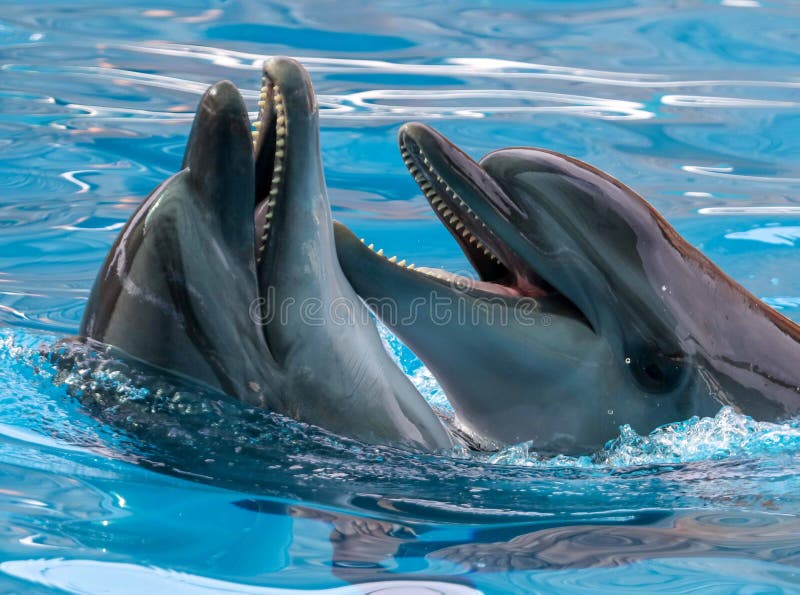 Two Dolphins Cuddle in the Water Stock Image - Image of love, swims ...