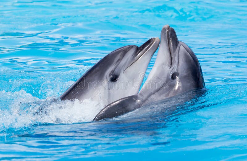 Two Dolphins Dancing in the Pool Stock Photo - Image of marine, blue ...