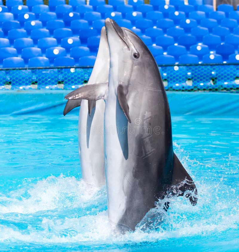 Two Dolphins Dancing in the Pool Stock Image - Image of playful ...