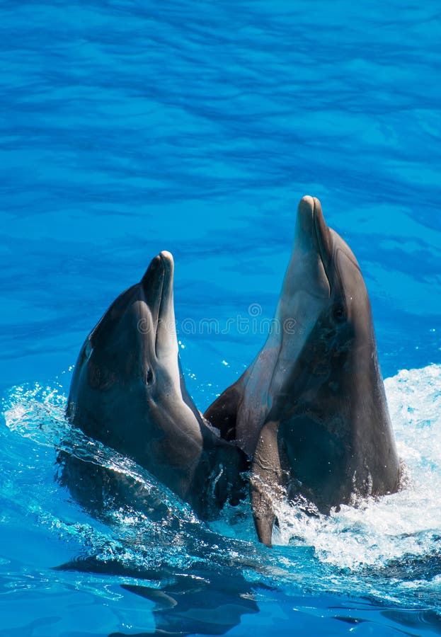 Two dolphins dancing. stock photo. Image of happy, nature - 100113936