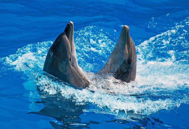 Two dolphins. stock photo. Image of dolphinarium, oceanic - 100113536