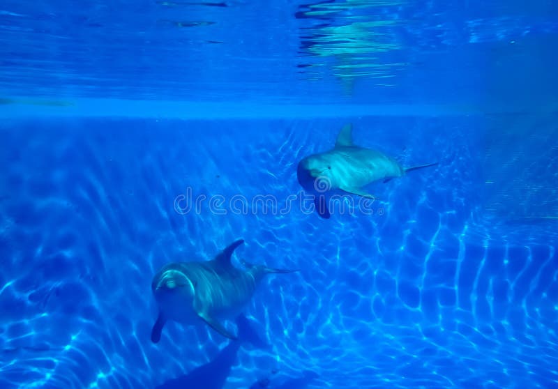 Two Dolphins Looking at the Camera. Stock Image - Image of action ...