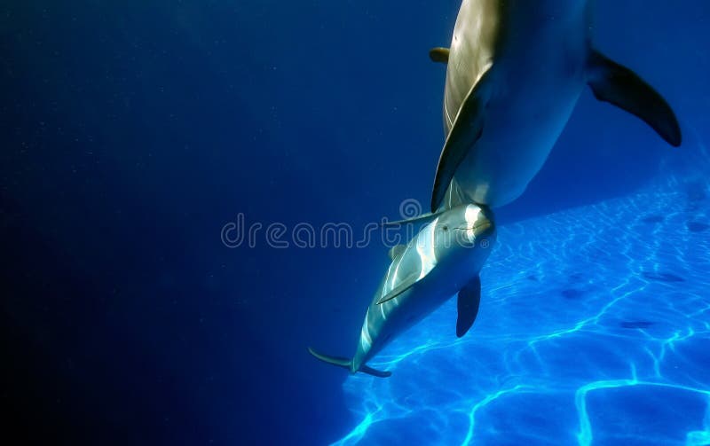 Two Dolphins Looking at the Camera. Stock Image - Image of nature ...