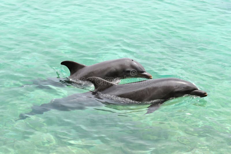 Two dolphins playing stock image. Image of lagoon, dolphin - 25476327