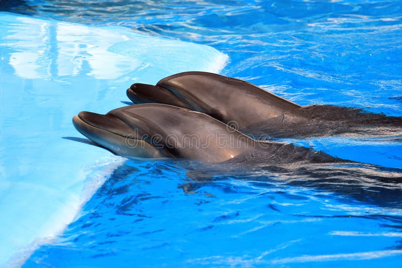 Two Dolphins in a Pool with Water Splashes Stock Photo - Image of swim ...