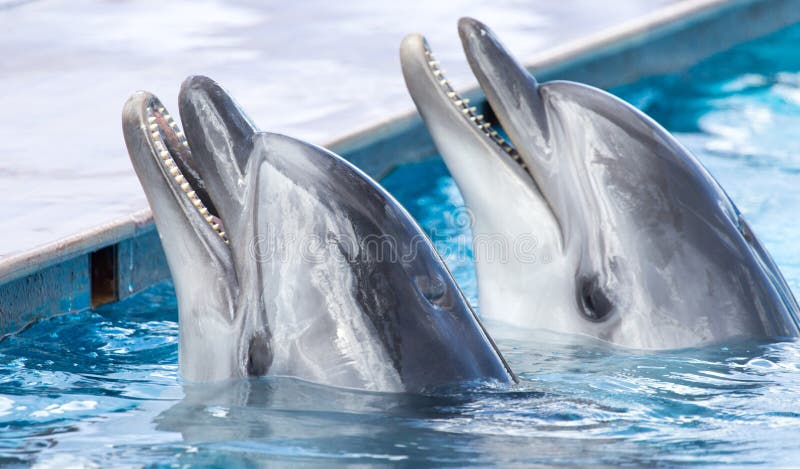 Two dolphins in the pool stock image. Image of swim - 111419291