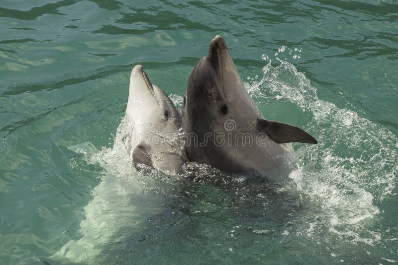 Two dolphins in the sea stock photo. Image of canon, russia - 76826366