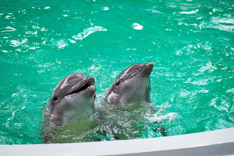 Two Dolphins on the Surface of the Water in a Pool Stock Photo - Image ...