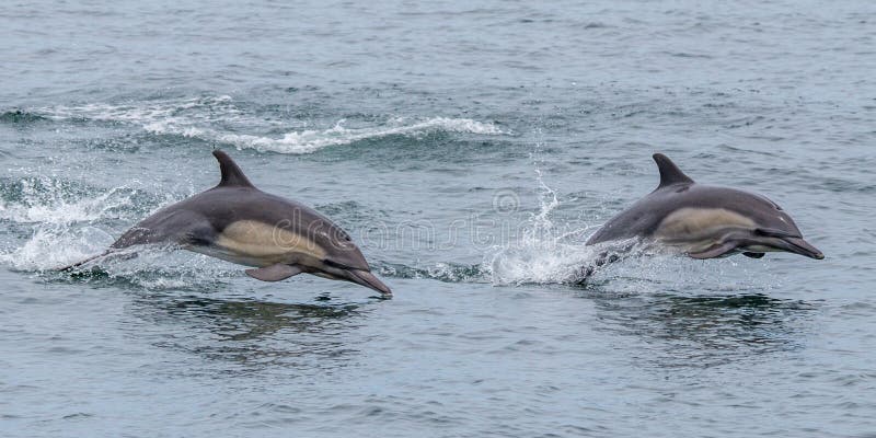 Dolphins Swimming in the Sea Stock Photo - Image of nature, beauty ...
