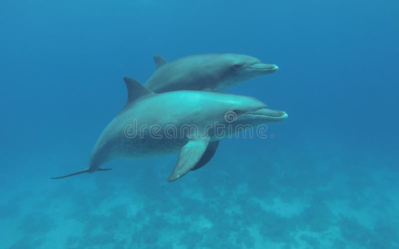 Two dolphins swimming stock image. Image of animal, nature - 112070195