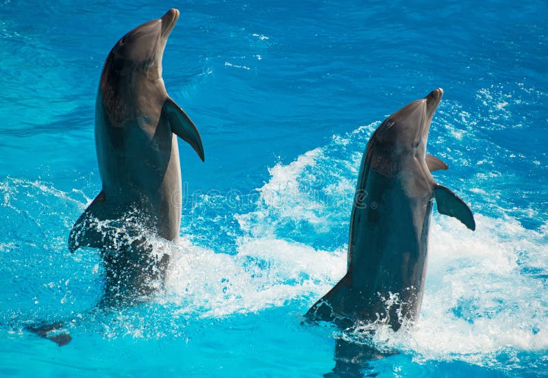 Two dolphins dancing. stock image. Image of dolphin - 100113485