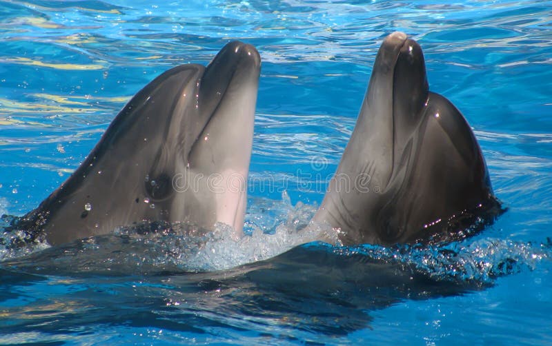 Two dolphins in the water stock photo. Image of vacation - 36394728