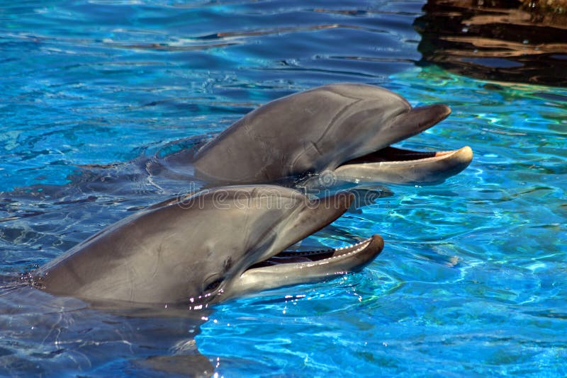 Two dolphins close-up. stock image. Image of animals - 117958039