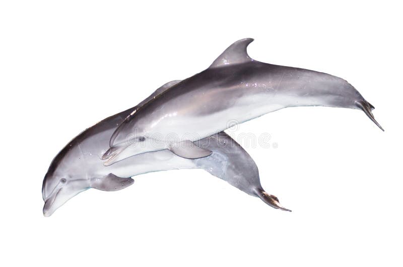 Two Dolphins on a White Background Stock Image - Image of wild, white ...