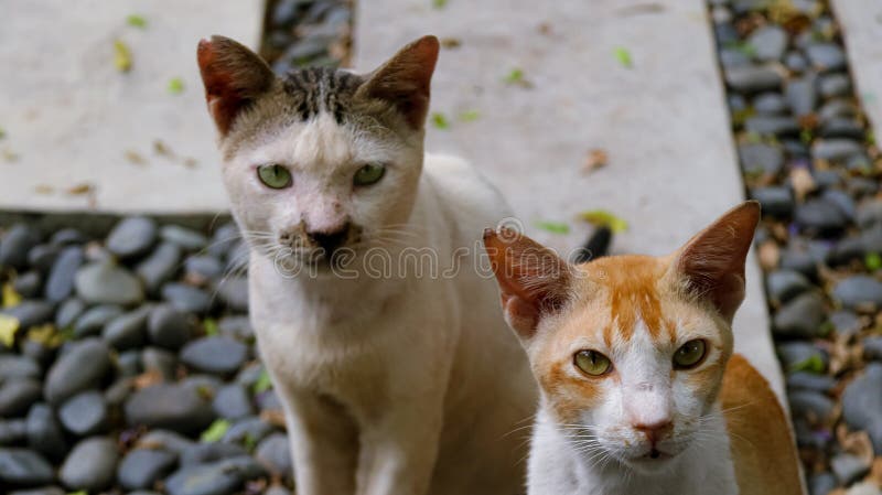 Two Domestic Cats Looking at the Camera Stock Image - Image of sitting ...