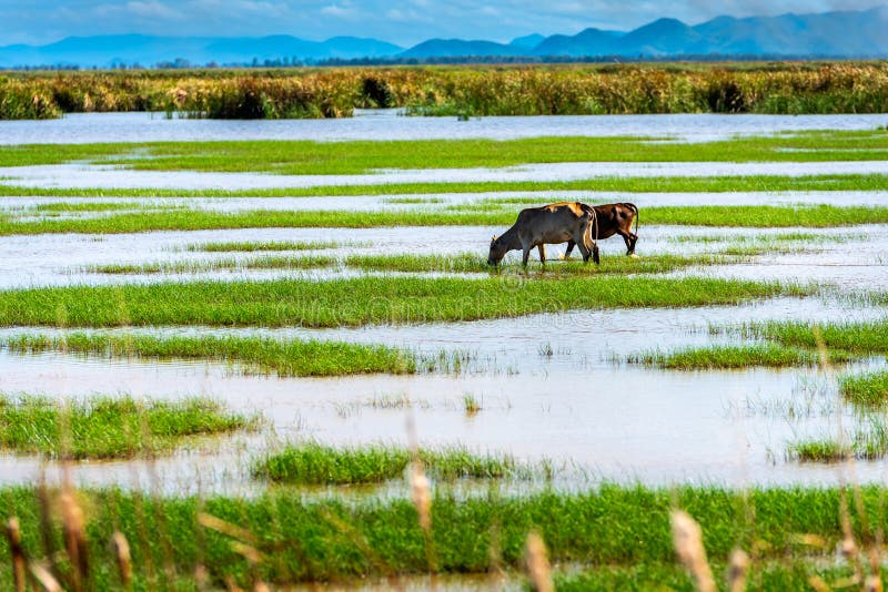 Domestic Cows Grazing on Lowland Wetland Pastures of the Wauwilermoos ...