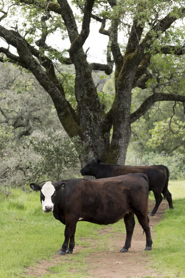 Two Domestic Cows by a Tree Stock Image - Image of field, farm: 155432571