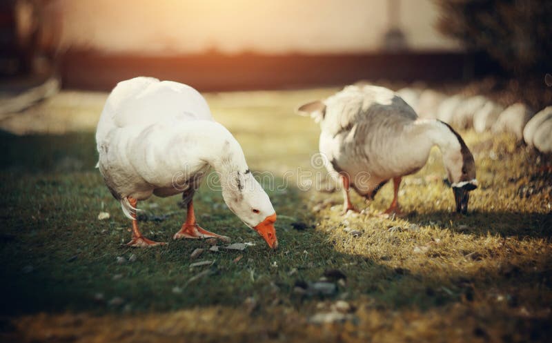 Two domestic geese walk stock image. Image of duck, livestock - 182354181