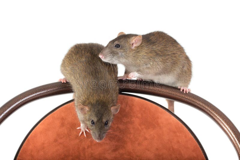 Two domestic rat stock photo. Image of animals, whisker - 35452914