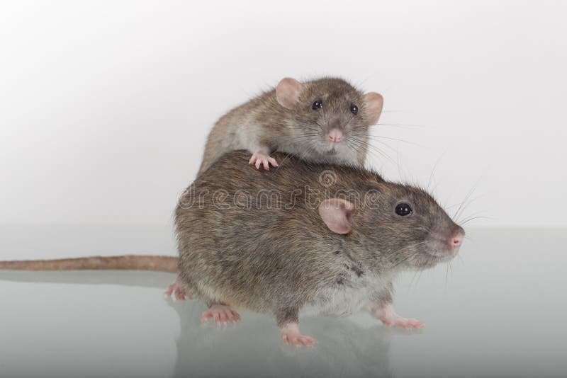 Two domestic rat stock photo. Image of studio, tail, brown - 39816052