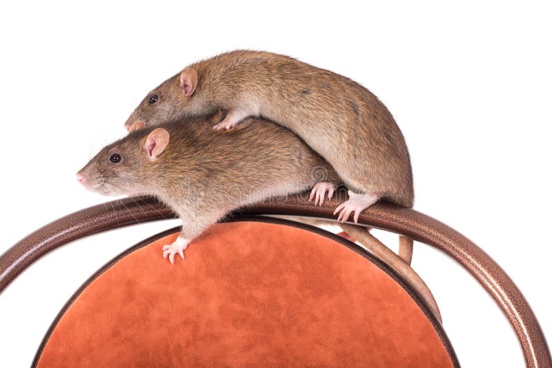 Domestic Rats Chair Stock Photos - Free & Royalty-Free Stock Photos ...