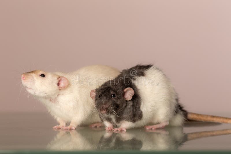 Rats on a glass table stock image. Image of studio, pets - 254896813