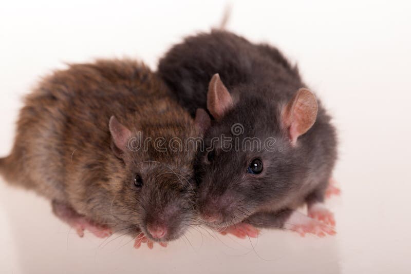 Two rats stock image. Image of plastic, interior, pets - 12436581