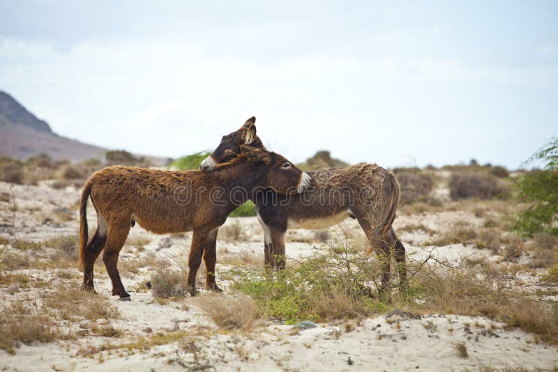66 Two Donkeys Love Photos - Free & Royalty-Free Stock Photos from ...