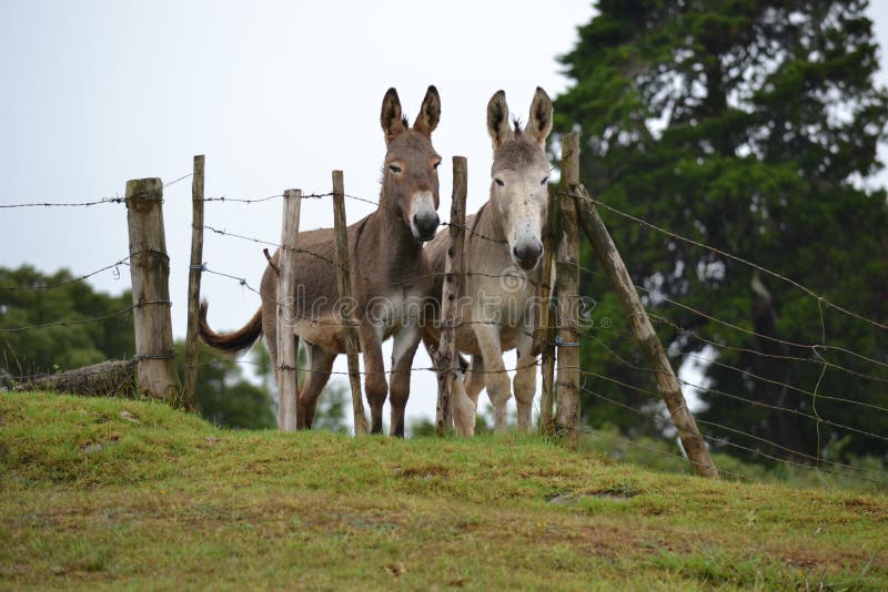 Two donkeys in a camp stock photo. Image of donkey, donkeys - 68892600