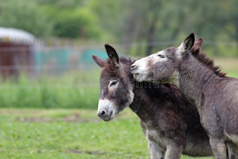 Donkey Kiss Photos - Free & Royalty-Free Stock Photos from Dreamstime