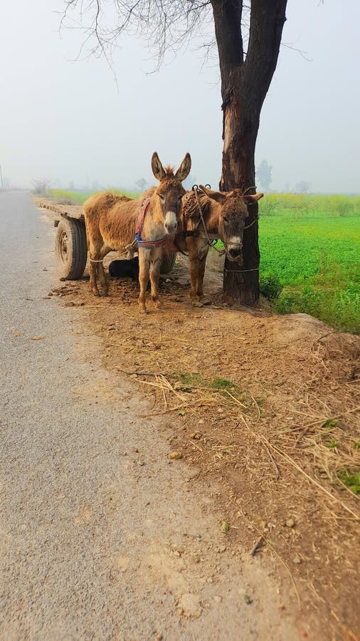 Two Donkeys in a Donkey Cart are Standing on the Side of the Road Stock ...