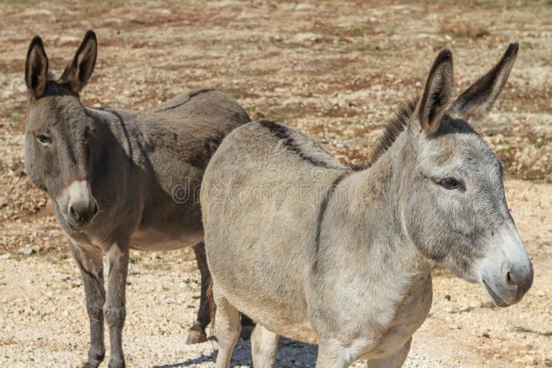 Two donkeys in the farm stock image. Image of animals - 181360875