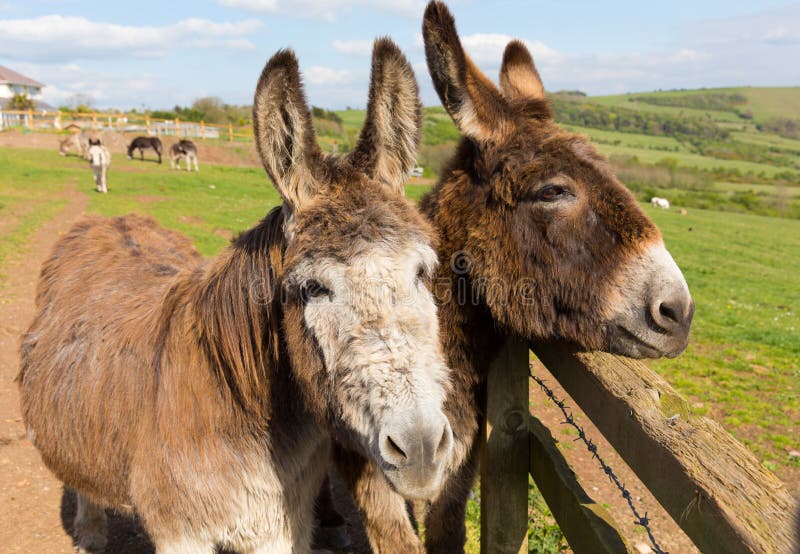 Two Donkeys by a Fence in a Field with Faces Close Together Stock Photo ...