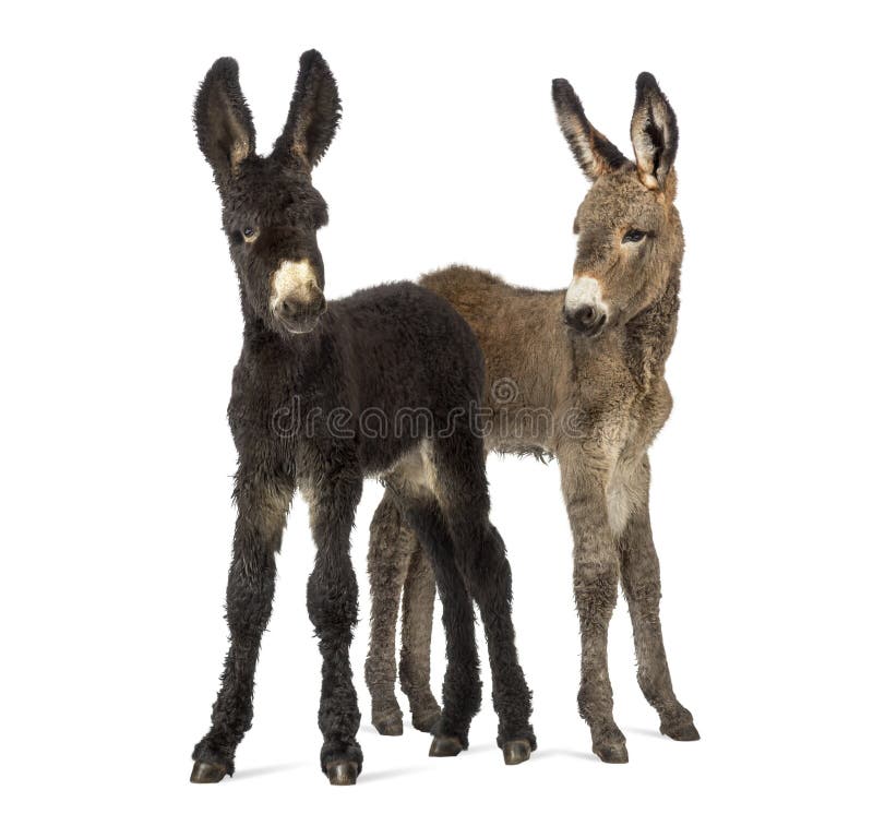 Two Donkeys Foal, Baudet Du Poitoux Stock Photo - Image of isolated ...
