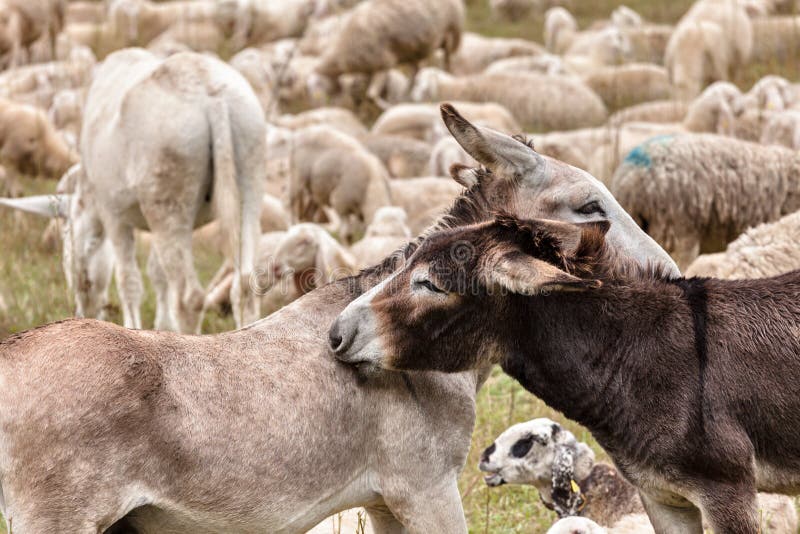 Two Donkeys Having Cuddle on a Meadow Stock Image - Image of animals ...