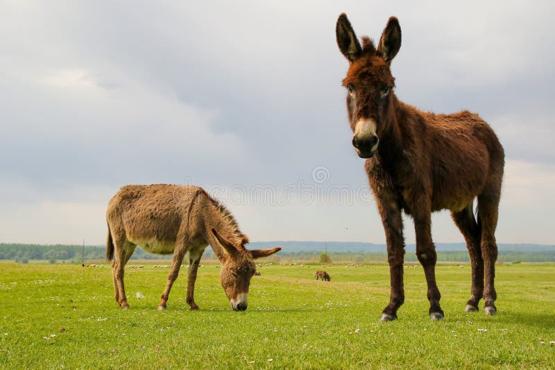 Two donkeys on the meadow stock photo. Image of calf - 95638630