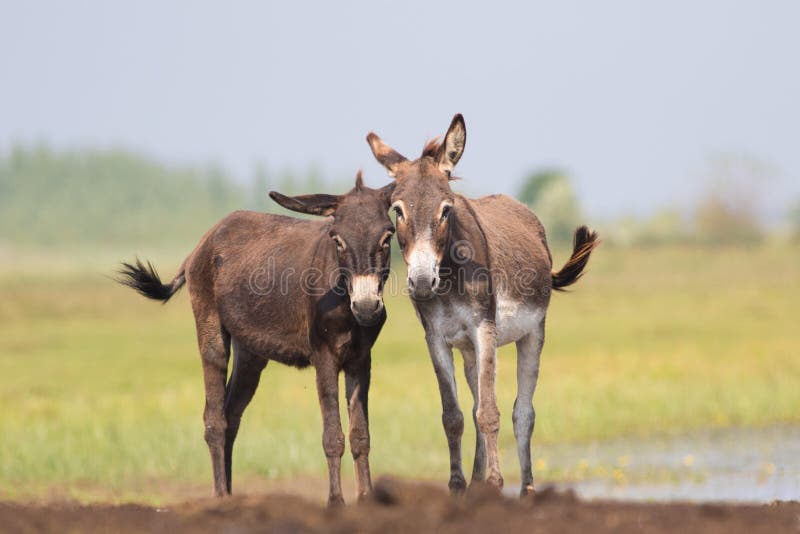 Two donkeys on the meadow stock photo. Image of head - 95601940