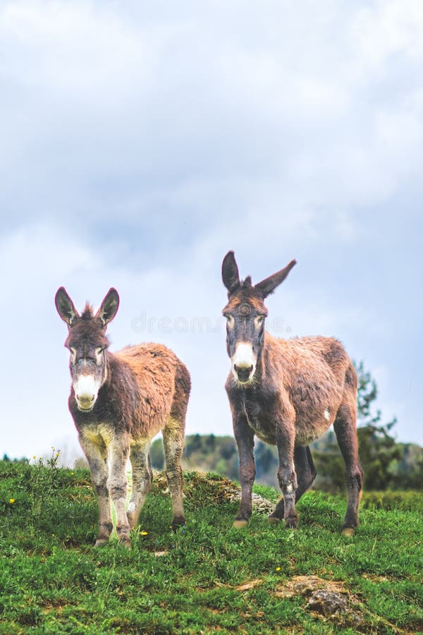 Two donkeys in a meadow stock photo. Image of breed - 315529128
