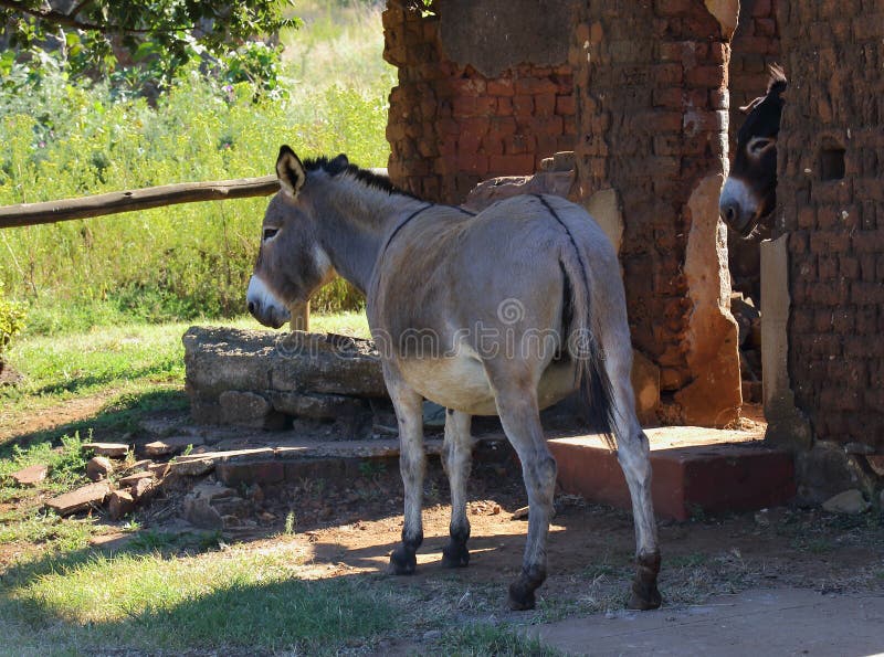 Two Donkeys at Old Farmstead Stock Photo - Image of landscape, hunting ...