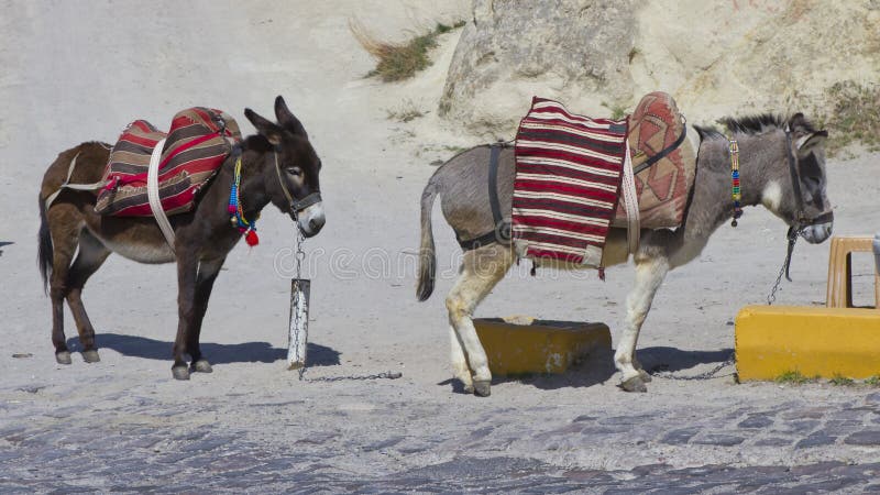 Two donkeys stock image. Image of turkey, equine, domestic - 40779155